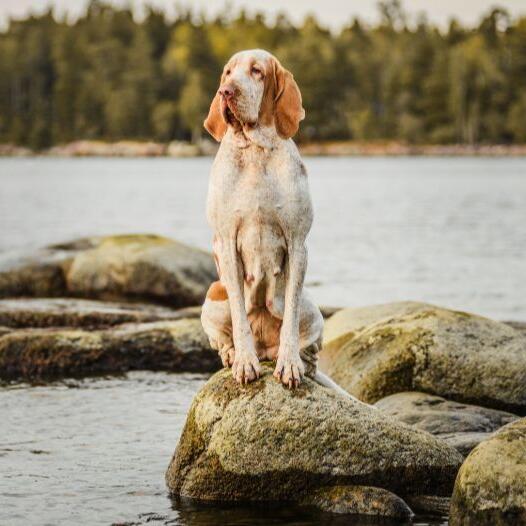 Braque italien chien race information | Purina