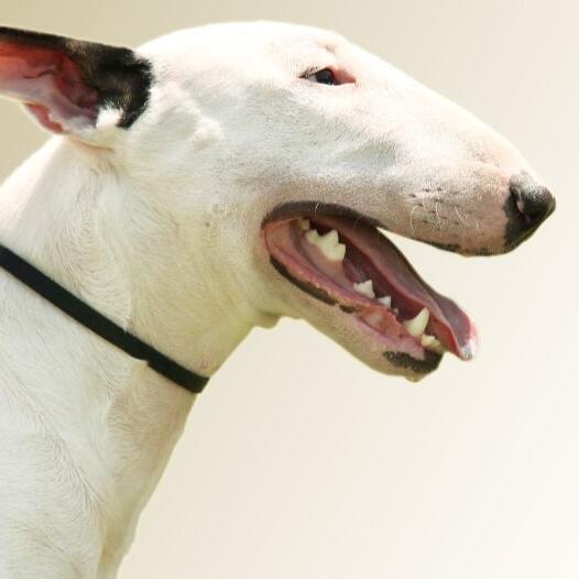 Bulterriër | Alles over dit hondenras | Purina