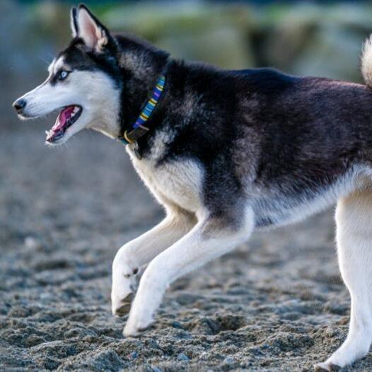 Chien Esquimau canadien chien race information | Purina