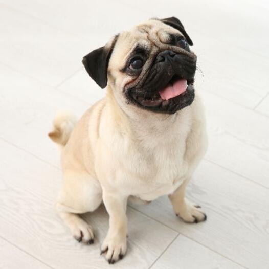 Carlin: caractère, santé, éducation - Tout sur la race de chien | Purina