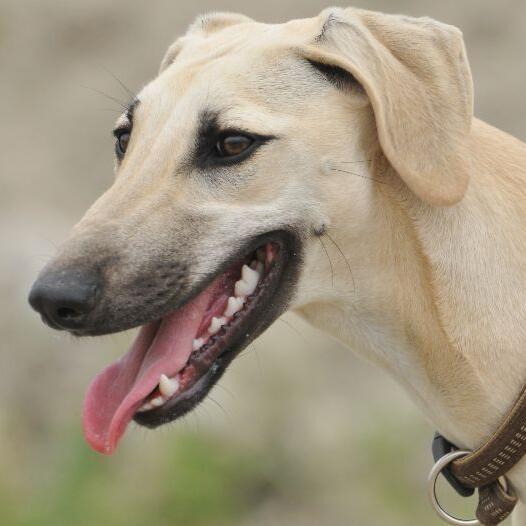 Sloughi chien race information | Purina