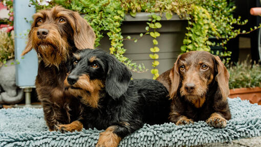 Ruwharige dwergteckel | Alles over dit hondenras | Purina