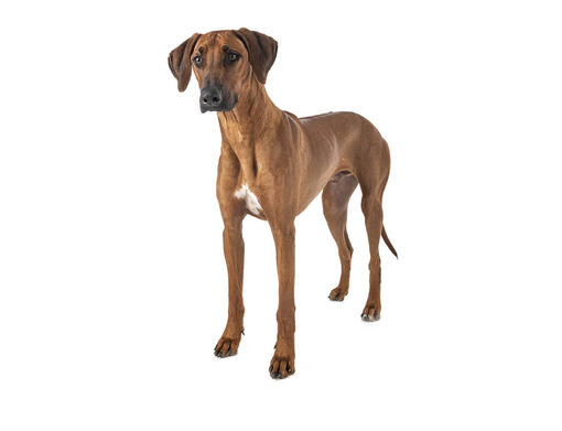 Rhodesian Ridgeback chien race information | Purina