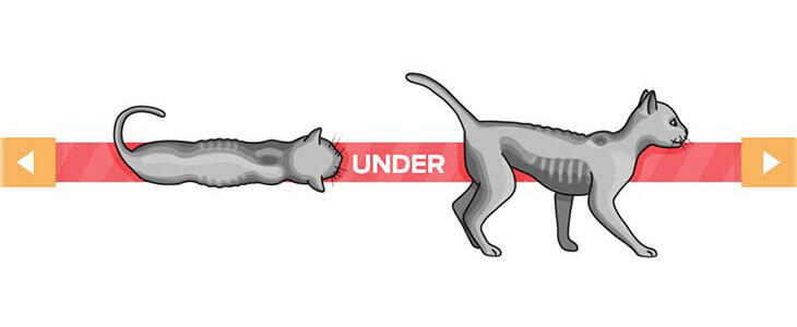 Le poids et la condition corporelle sains du chat | Purina®