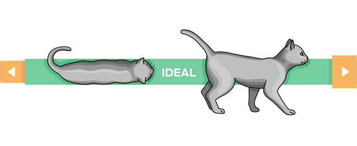 Le poids et la condition corporelle sains du chat | Purina®